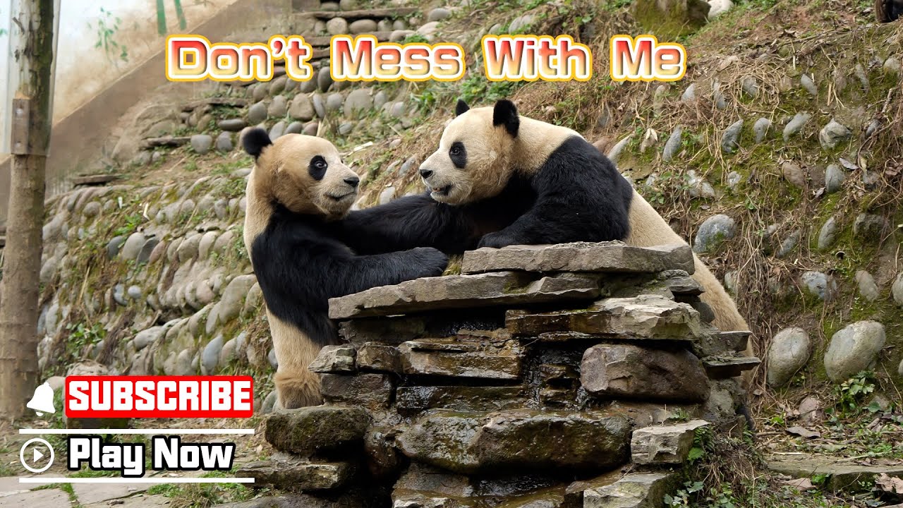 【Panda Billboard】Episode 335 When Pandas Are In Bad Mood | iPanda - YouTube