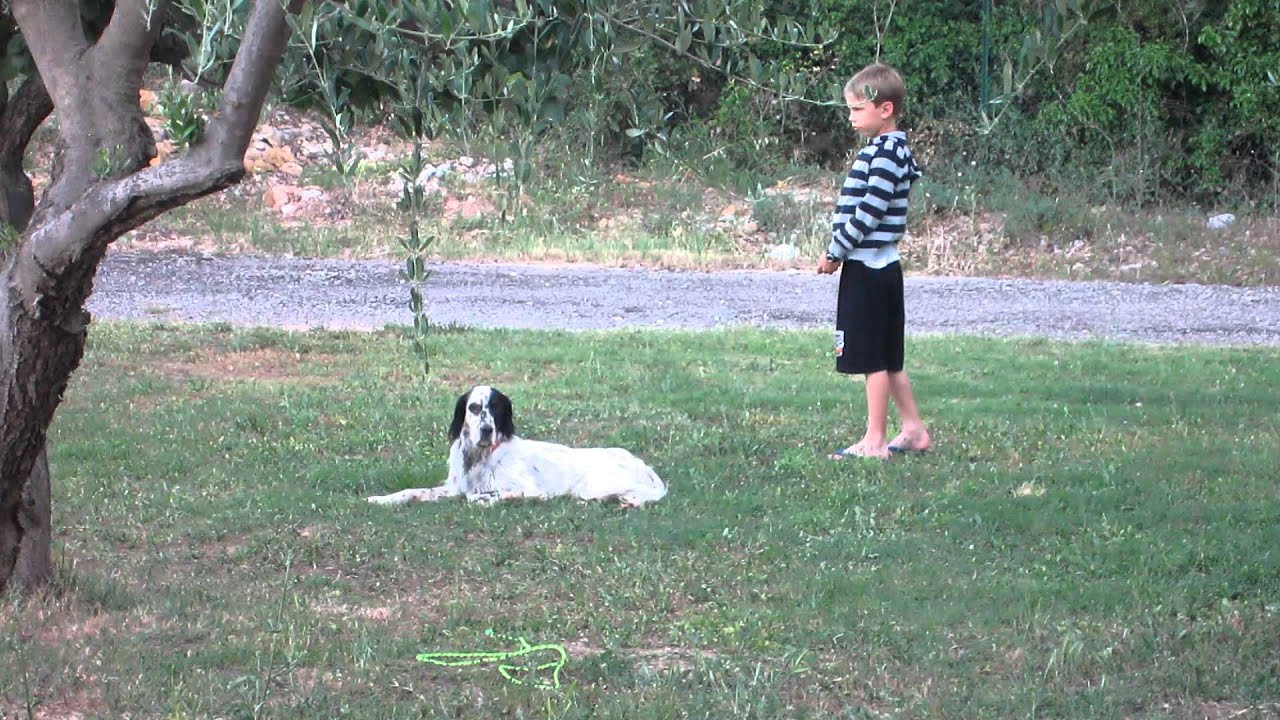 How to approach a scared but lovely dog! - YouTube