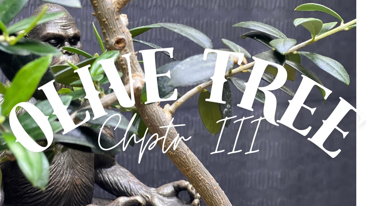 Olive Tree PreBonsai Chapter III Bald Yeti - YouTube