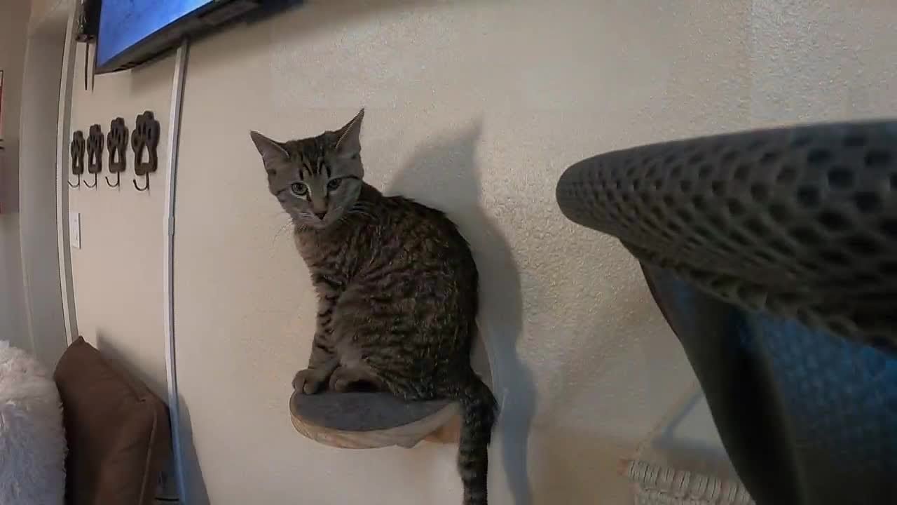GoFundMe raises $5600 for kittens at The Alaska Cat Cafe in Wasilla ...