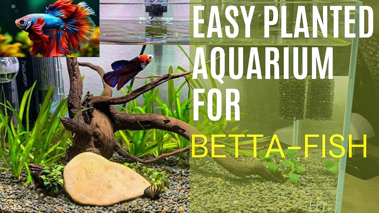 How To Setup! Easy planted BETTA Aquarium at Home (Hindi) | Beginner Betta tank setup | Betta ...