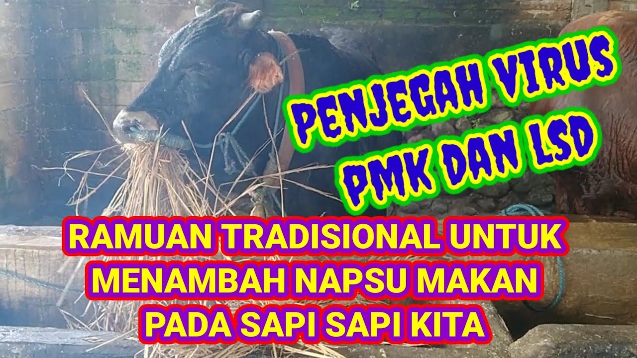 RAMUAN UNTUK MENAMBAH NAPSU MAKAN DAN PENCEGAH VIRUS PMK DAN LSD PADA ...