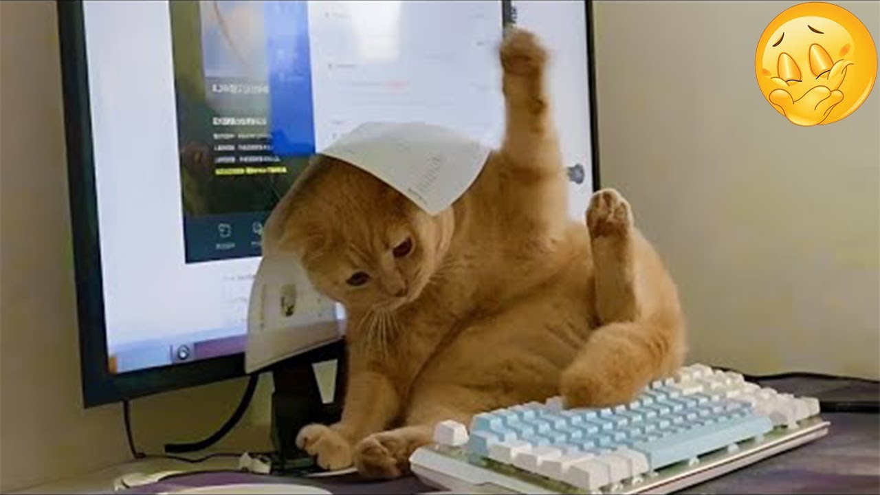 When you own a CAT with an IQ 200 😲Funny Cat Video 2024 - YouTube