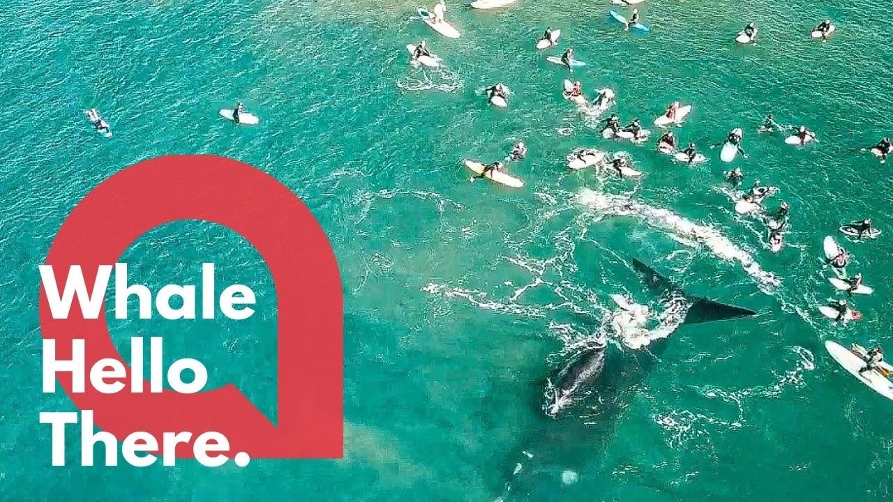 The moment a pair of whales surprised a group of surfers an Australian ...