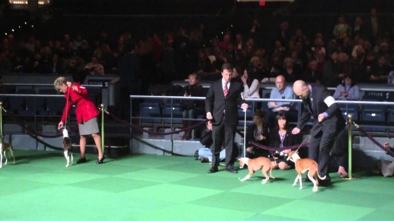 Westminster Dog Show 2012, Italian Greyhounds - "Suede" - YouTube