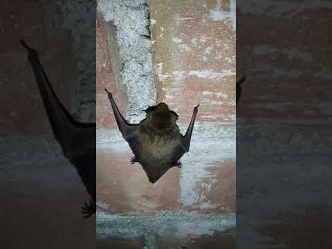 Must watch bat climbing scene on bricks wall - YouTube