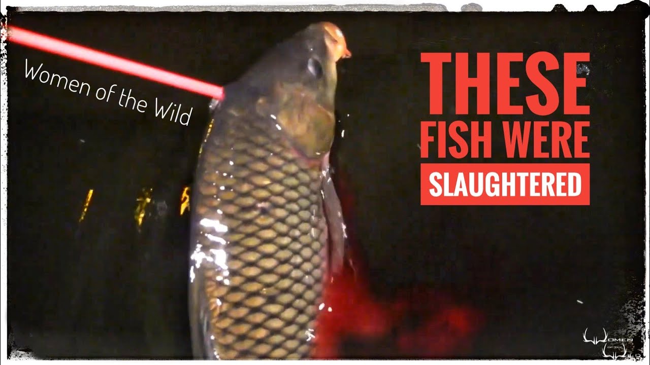 Women Of The Wild Wisconsin Bow Fishing Trip - YouTube