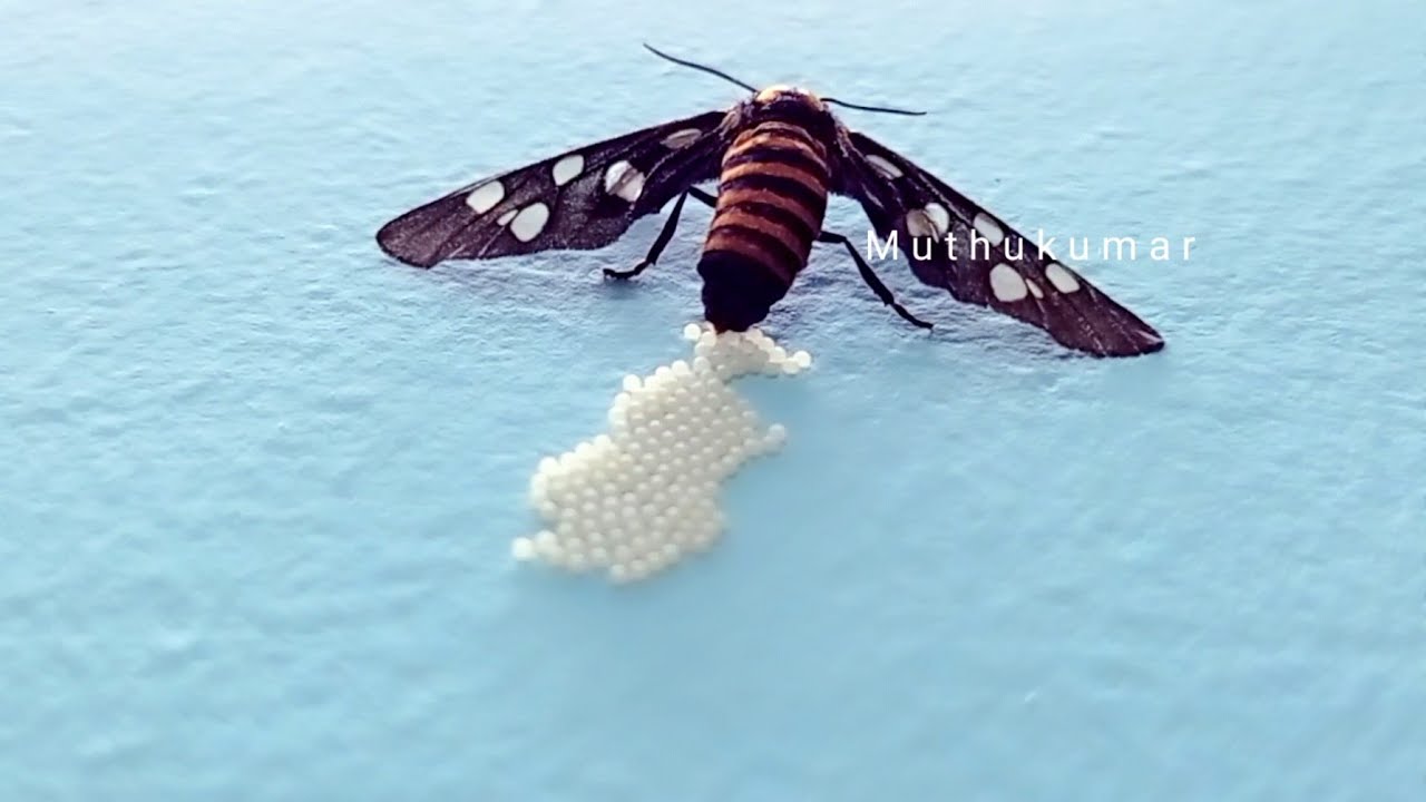 Amata passalis lays eggs @Muthu_kumar - YouTube