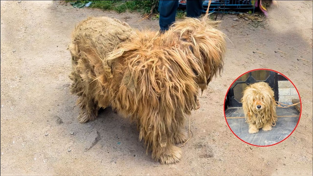 A Severely Matted Dog transforms into a Beautiful Dog. - YouTube
