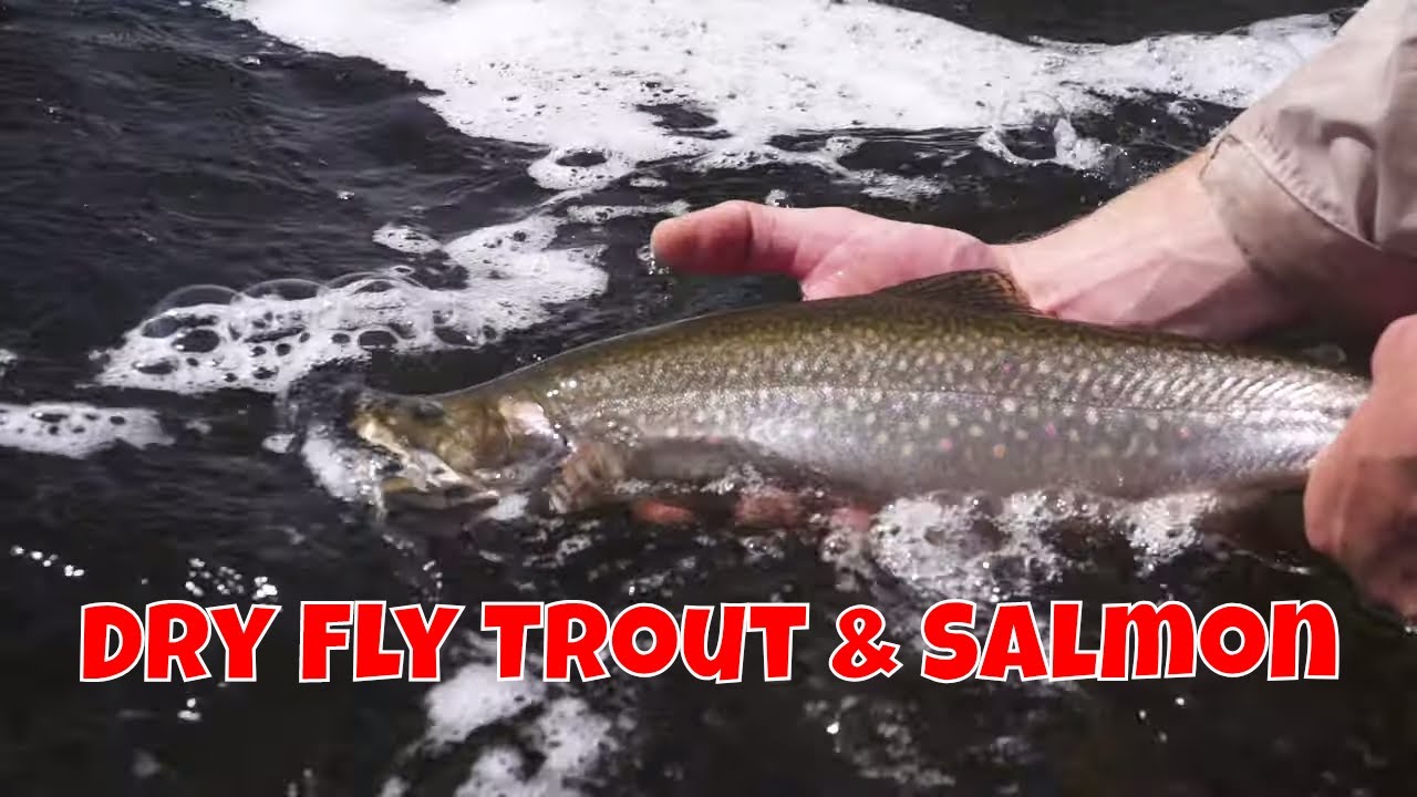Dry Fly Trout & Salmon Fishing | Labrador - YouTube