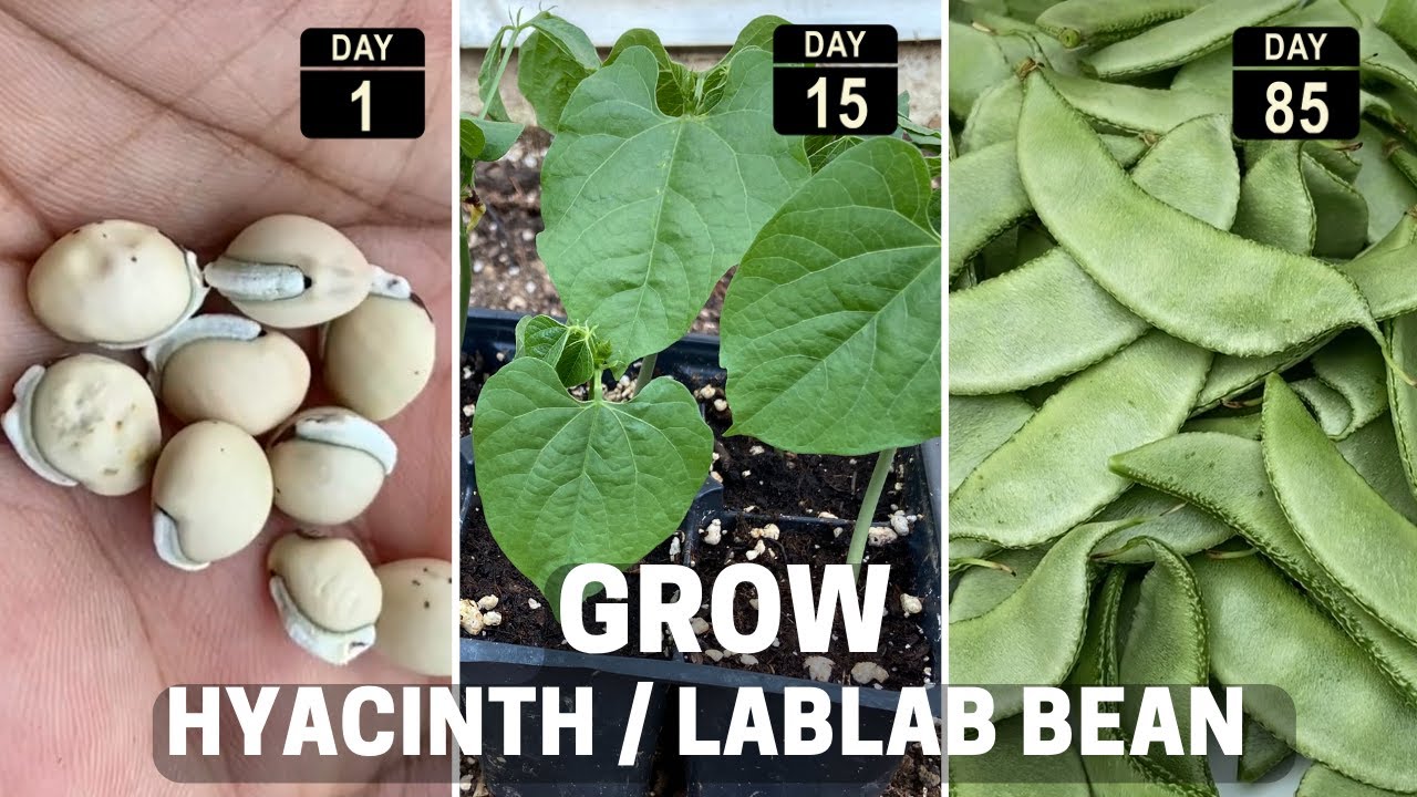 Growing Hyacinth / lablab bean from seed. - YouTube