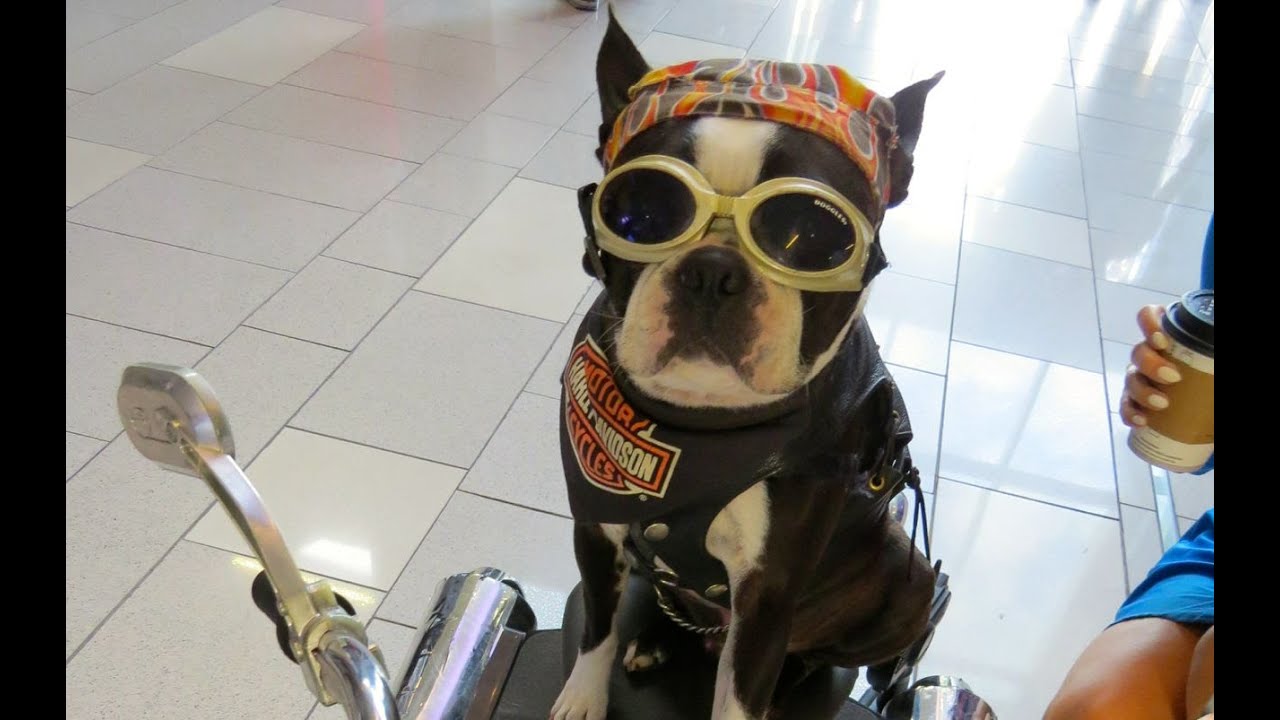 Chopper The Biker Dog rides Harley at Comic-Con 2014 - YouTube