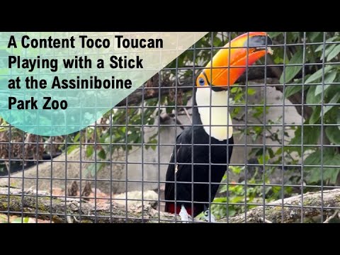 A Content Toco Toucan Playing with a Stick at the Assiniboine Park Zoo ...