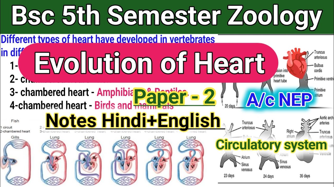 Evolution of Heart BSc 5th Semester Zoology Paper 2 | Evolution of ...