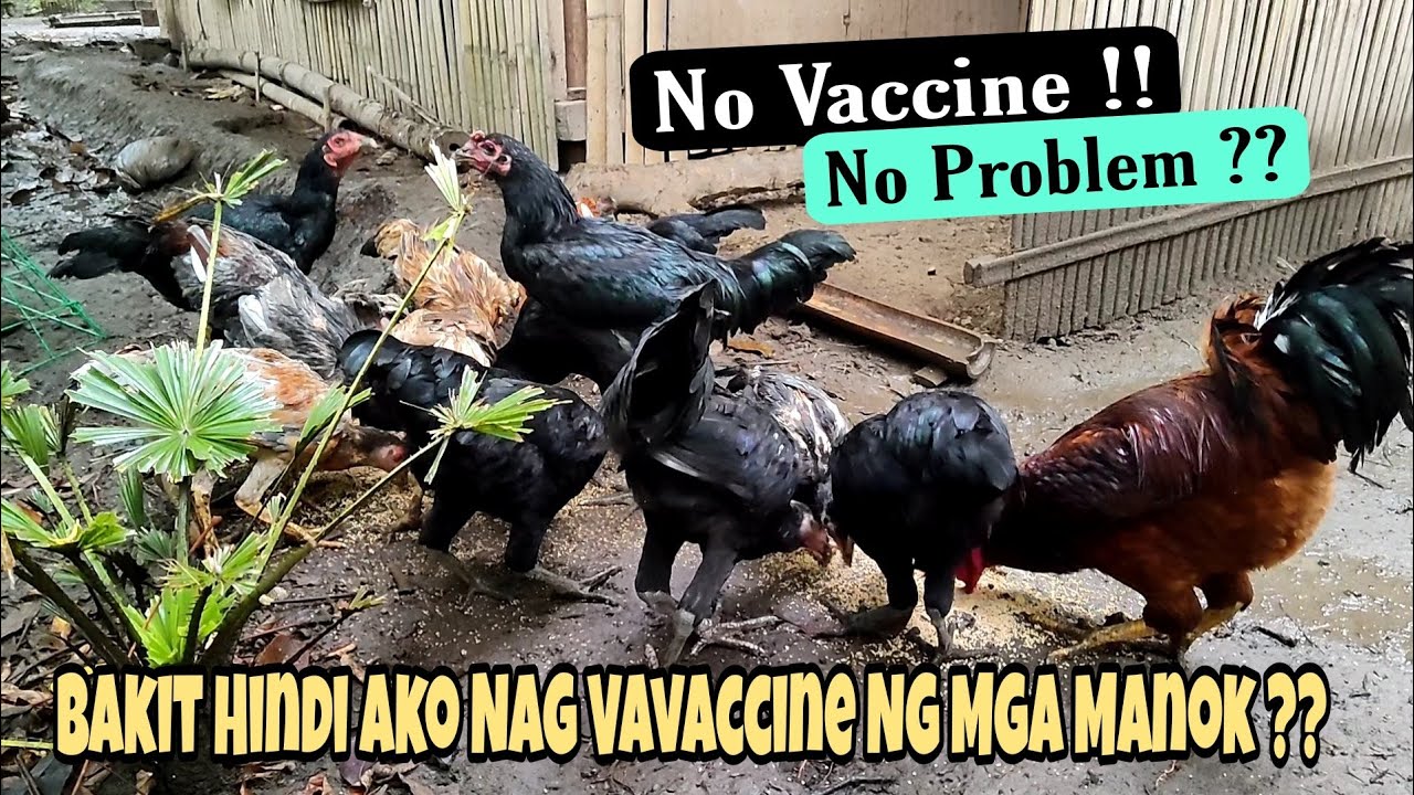 NATIVE CHICKEN FARMING | SIMPLENG BUHAY - YouTube