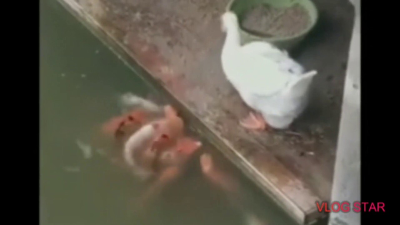 #THIS SWAN HELPED TO FEED SO MANY FISH VERY 💓 full - YouTube