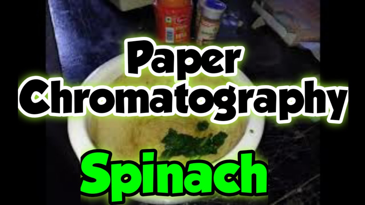 Paper Chromatography of Spinach Leaf | Bsc 1st & 2nd year - YouTube