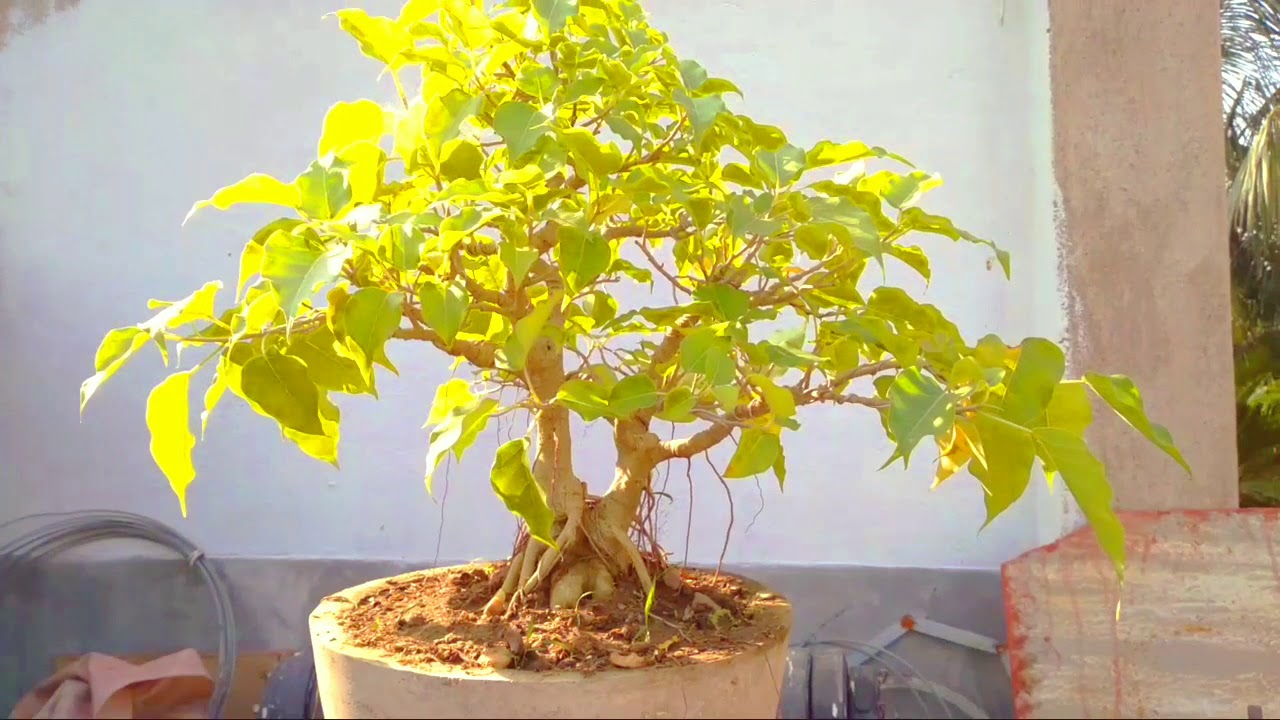 #how to make# ficus rumphii#how to make ficus rumphii part -4 its ...