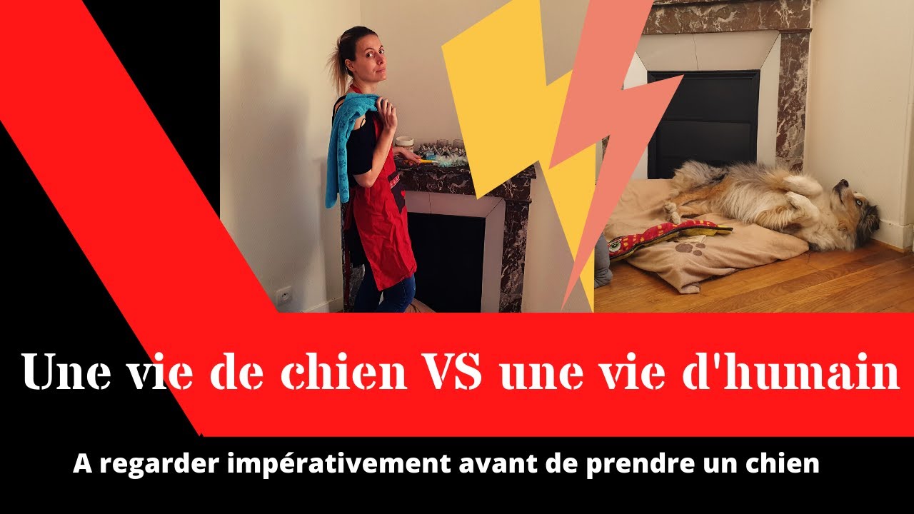 Une vie de chien VS une vie d'humain (à regarder impérativement avant ...