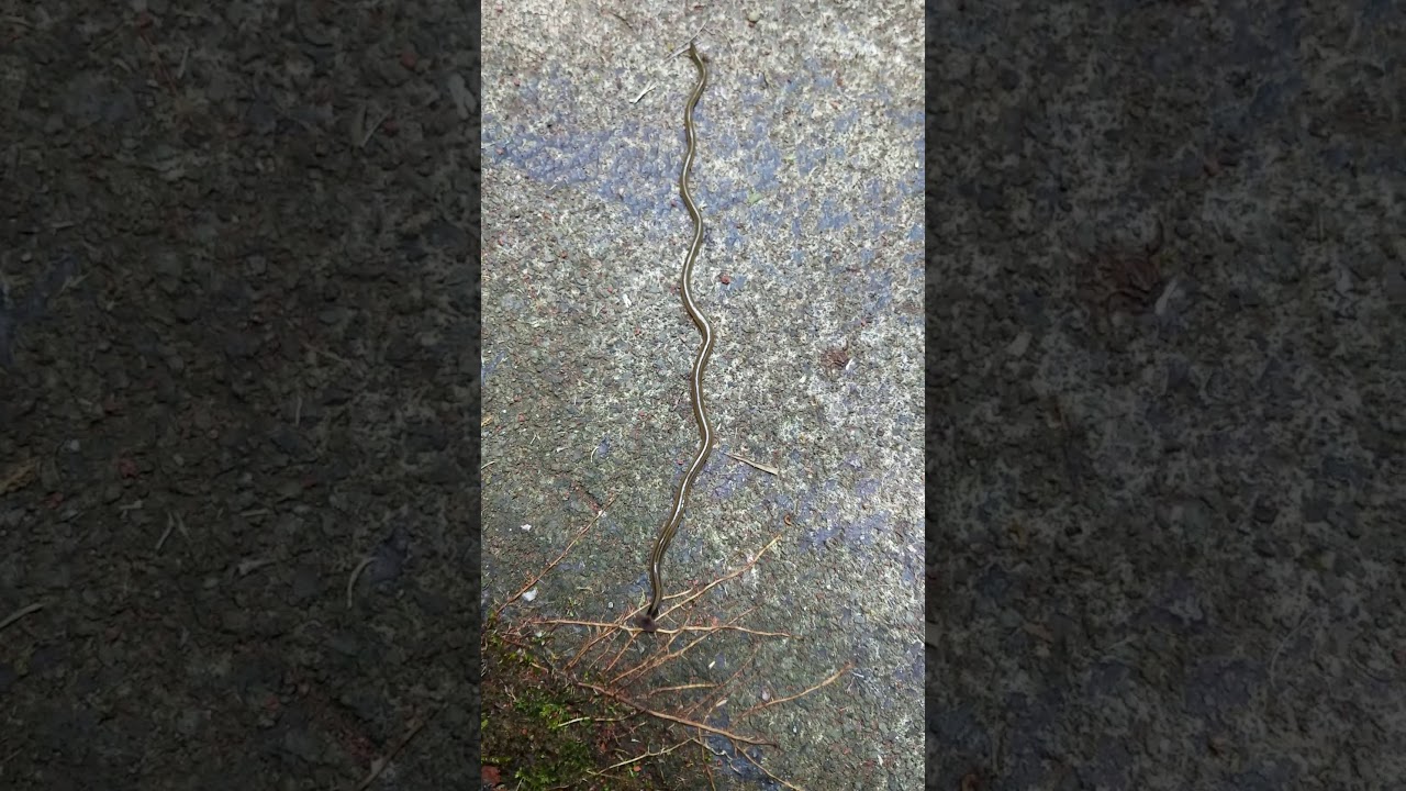 Hammerhead Slug - Worlds largest round worm - YouTube