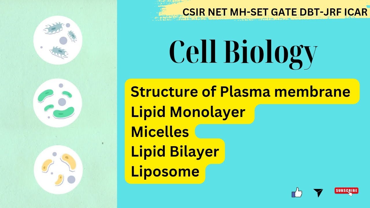 Structure of Plasma membrane l Lipid Monolayer, Micelles and Liposome ...
