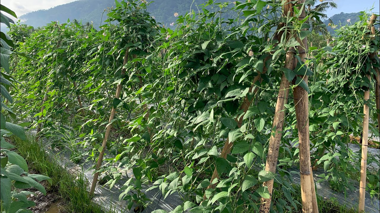 5th harvest ng sitaw (Makisig) - YouTube