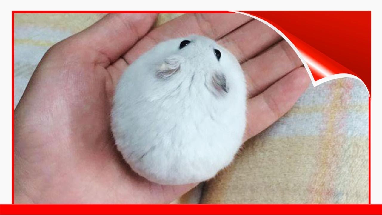 20 Unusually Round Animals That Will Bring A Smile To Your Face 😃 - YouTube