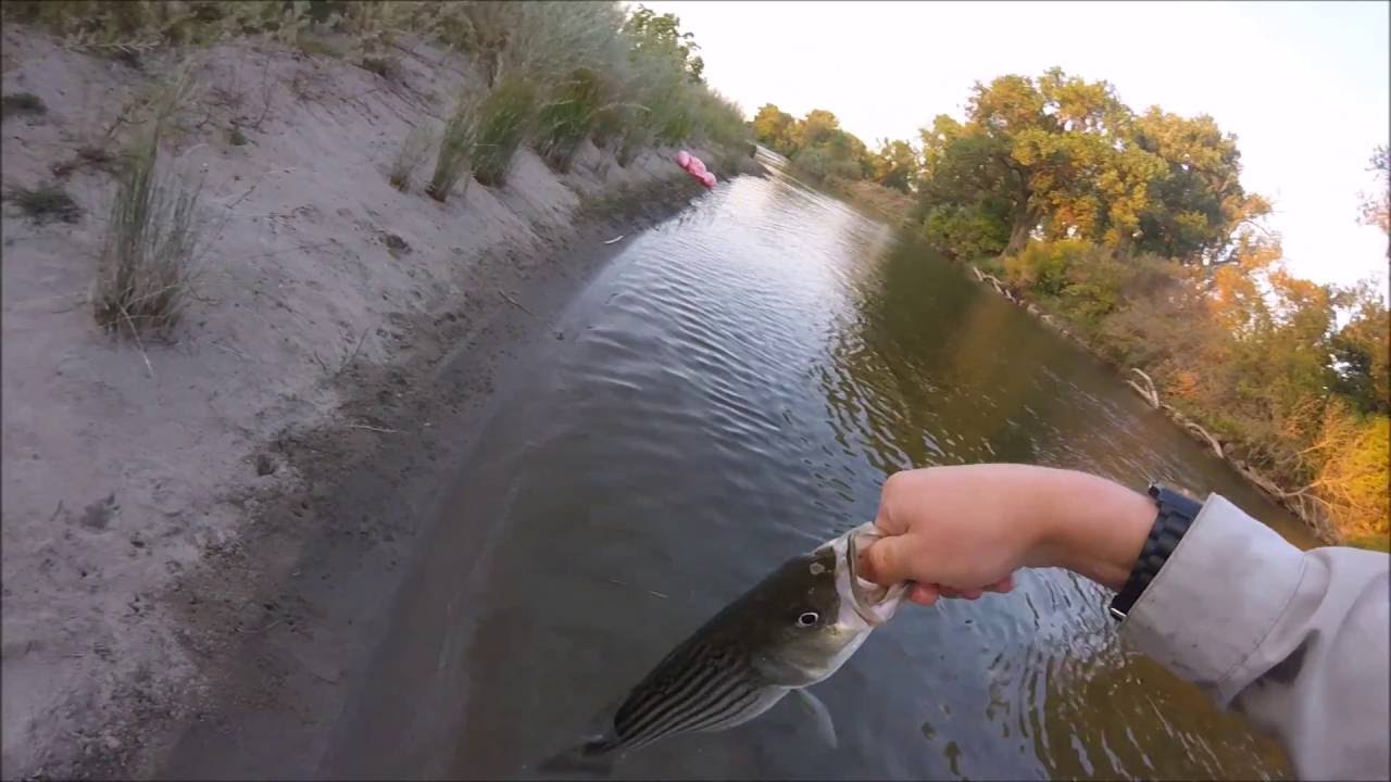 American River - Assorted Catches - YouTube