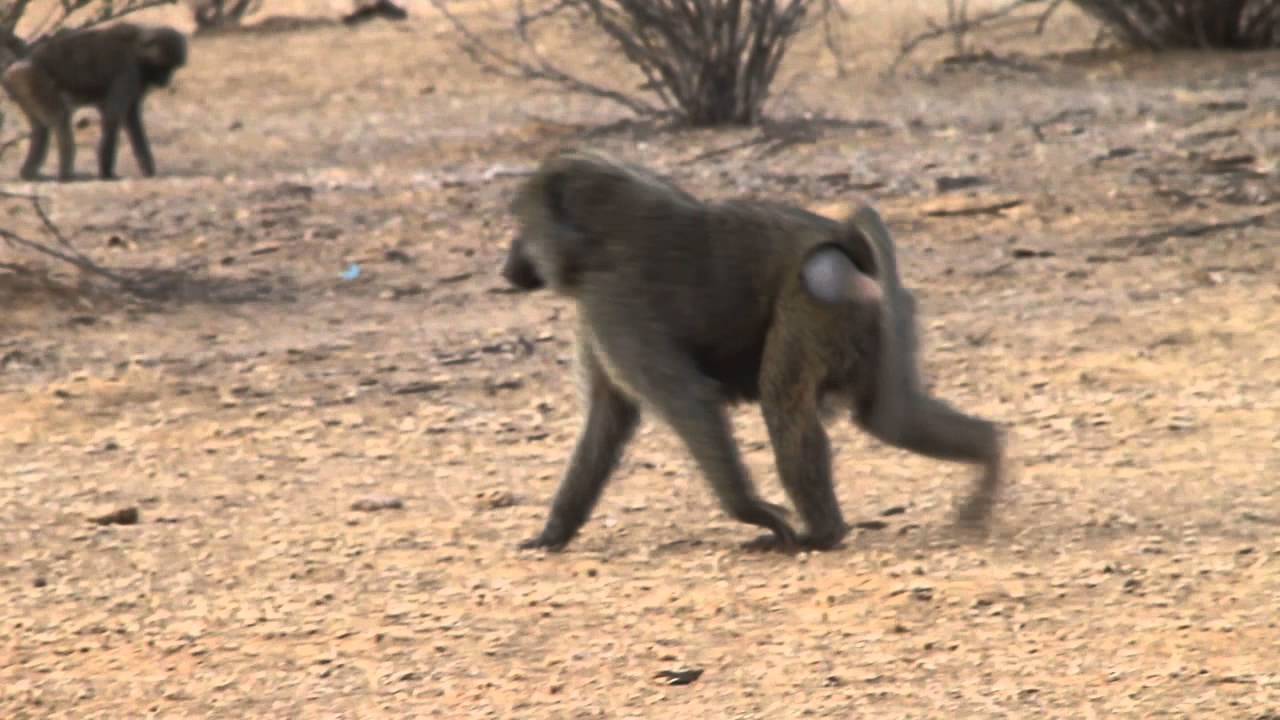 Baboon Walk - YouTube