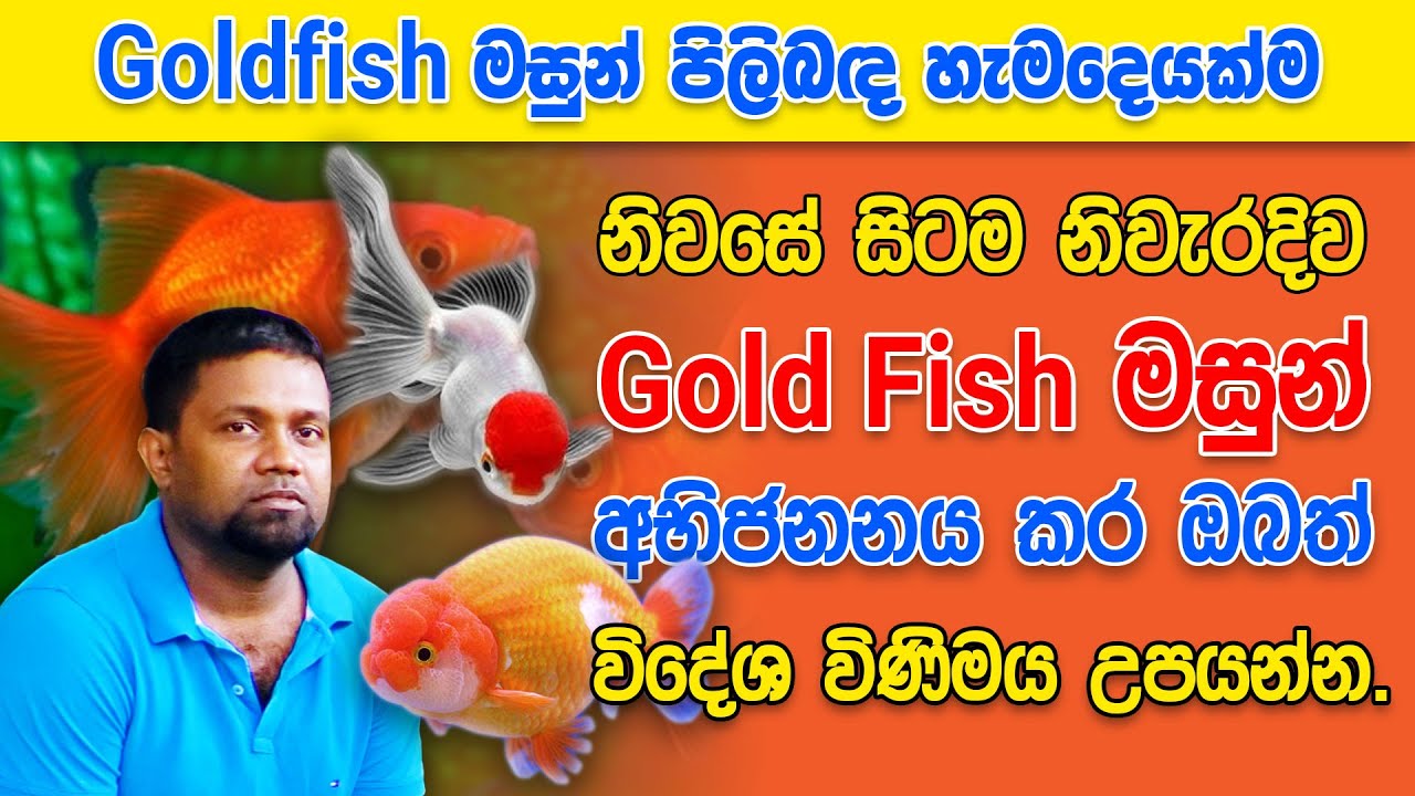 How to Successfully Breed Gold Fish (Goldfish Breeding Ultimate ...