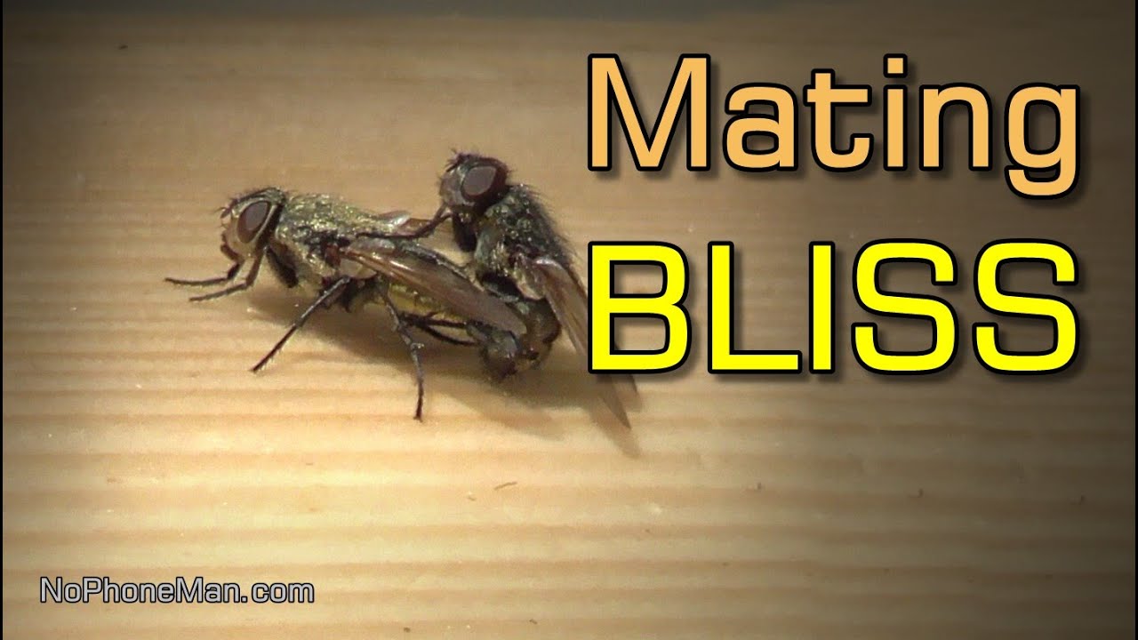 Common Cluster Flies Mating (Pollenia Rudis) - YouTube