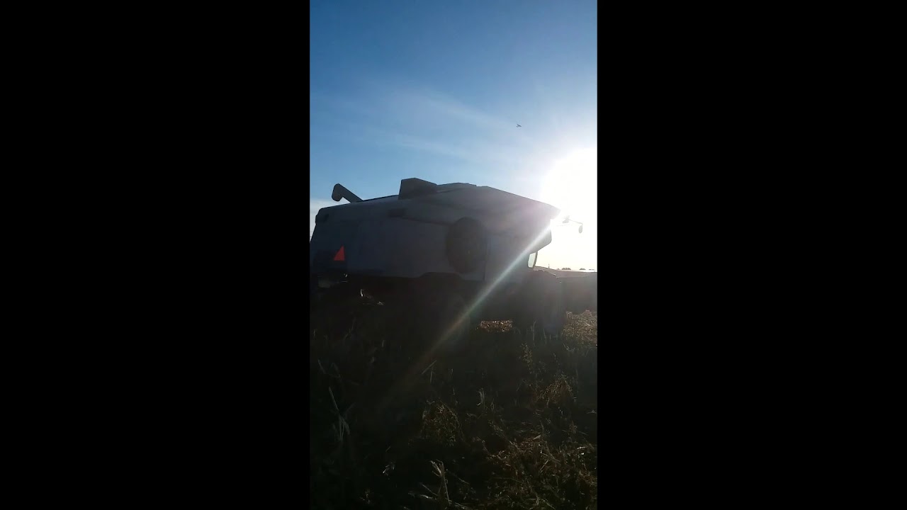 Gleaner R6 shelling corn - YouTube