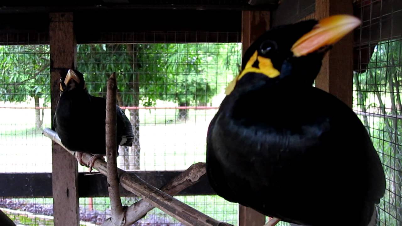 Lao Speaking Bird - YouTube