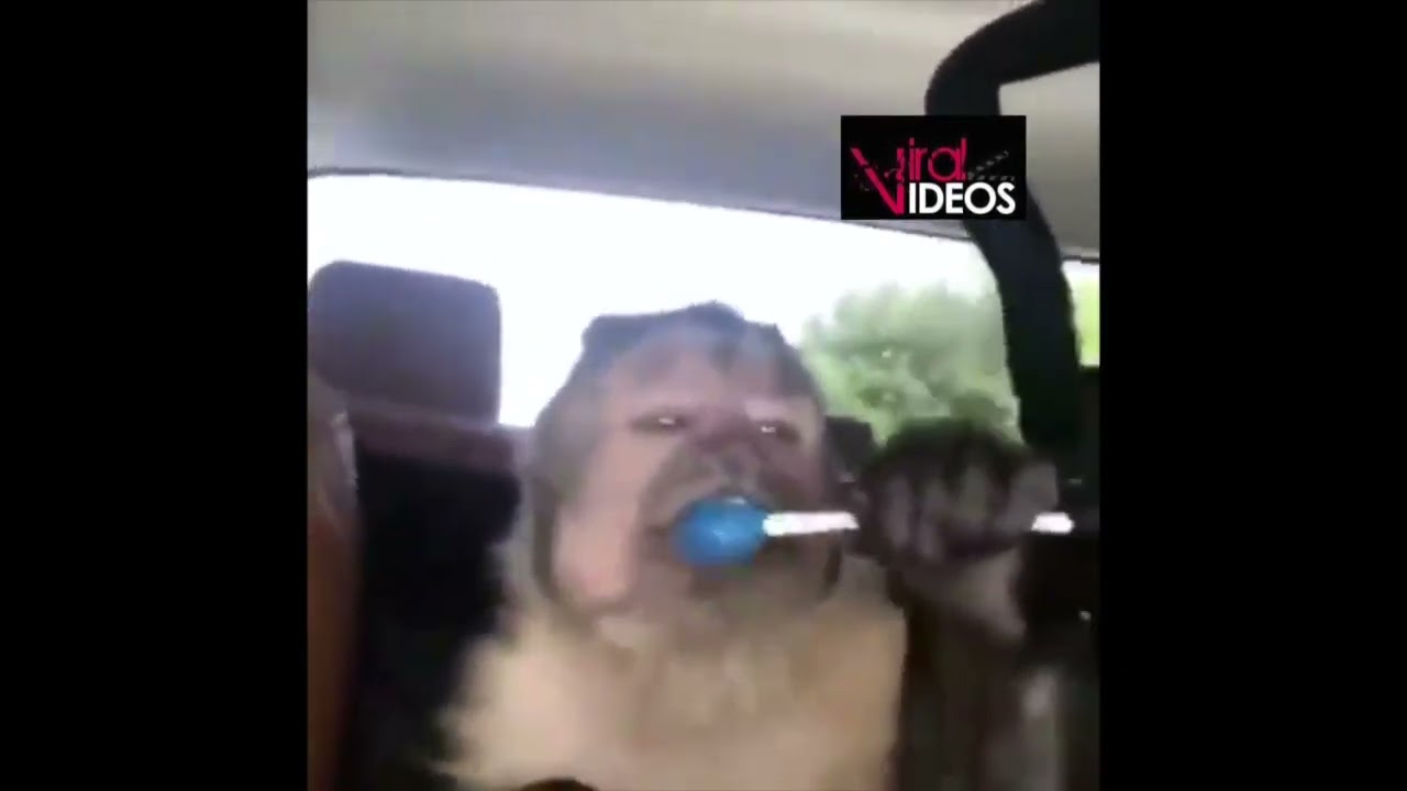 CHANGO COMIENDO UNA PALETA !! (MONKEY EATING A LOLLIPOP) - YouTube