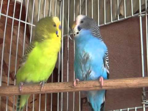 Breeding Budgies/Parakeets Pair 3 - YouTube