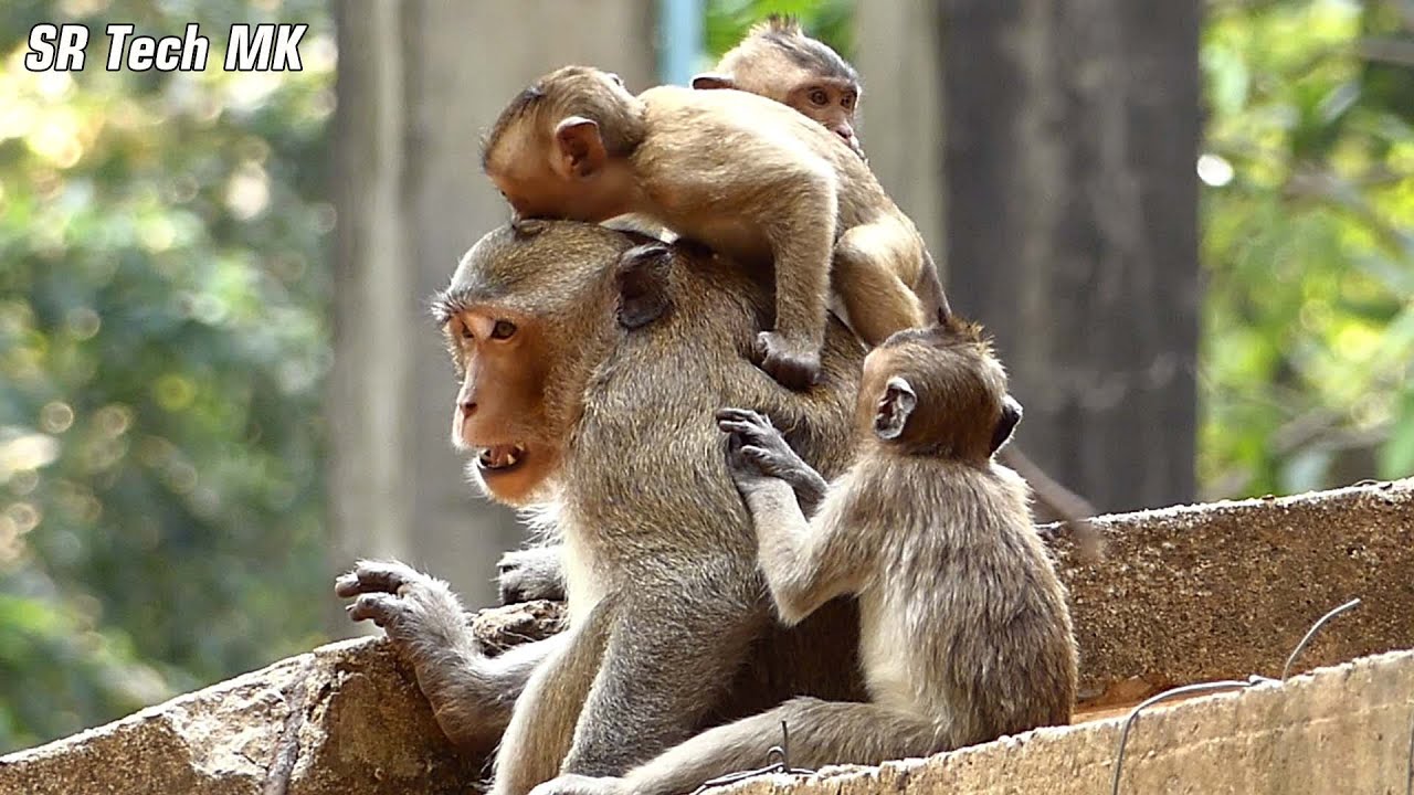 Awesome..! Big male Joey monkey allow little boy Brady play with, Brady ...