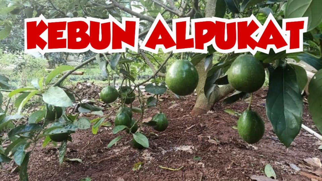 KEBUN ALPUKAT, Tumpang sari Tanaman Alpukat dengan sayuran II alpukaat ...