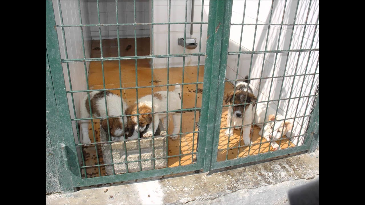 La perrera de Almería.wmv - YouTube