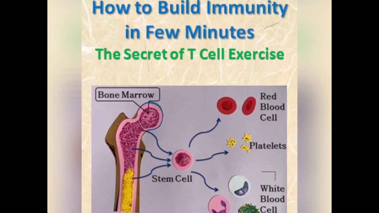 How to Build Up Immunity in Few Minutes: The Secret of T Cell Exercise ...