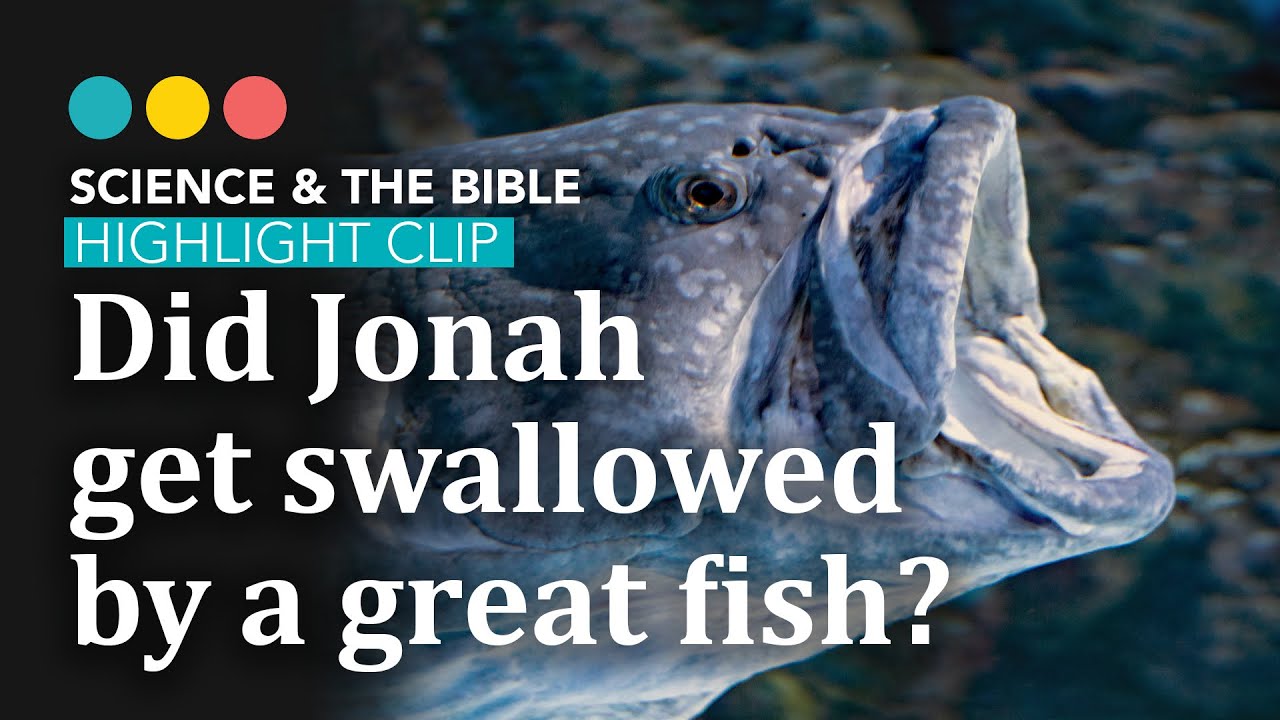Did Jonah get swallowed by a giant fish? | Clip from Science & The ...