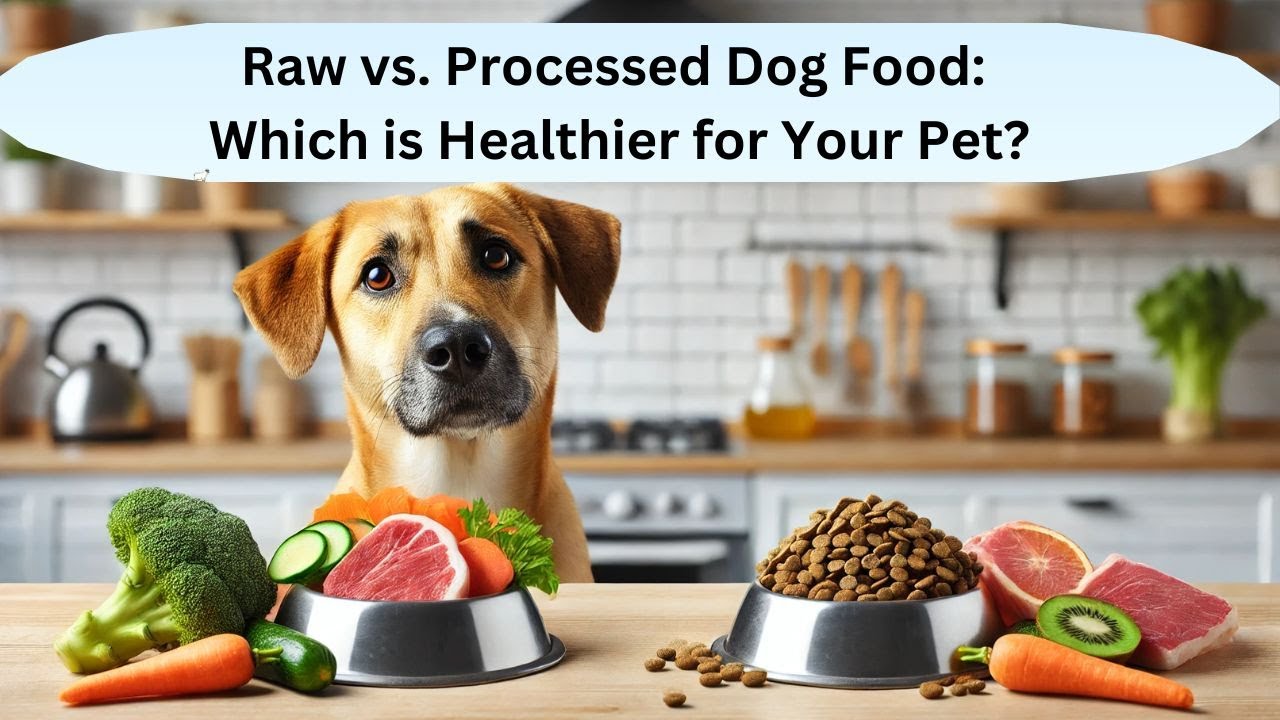 Raw vs. Processed Dog Food: Which is Healthier for Your Pet? - YouTube