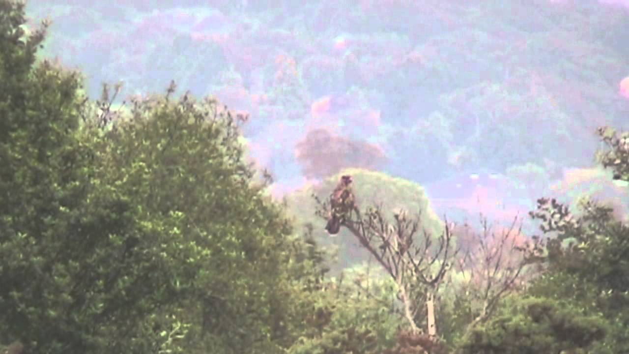 Irish Golden Eagle? - YouTube