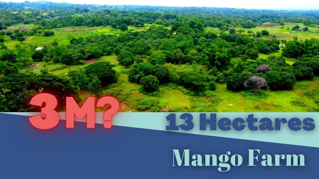 (Vlog#16) 13 Hectares Mango Farm - YouTube