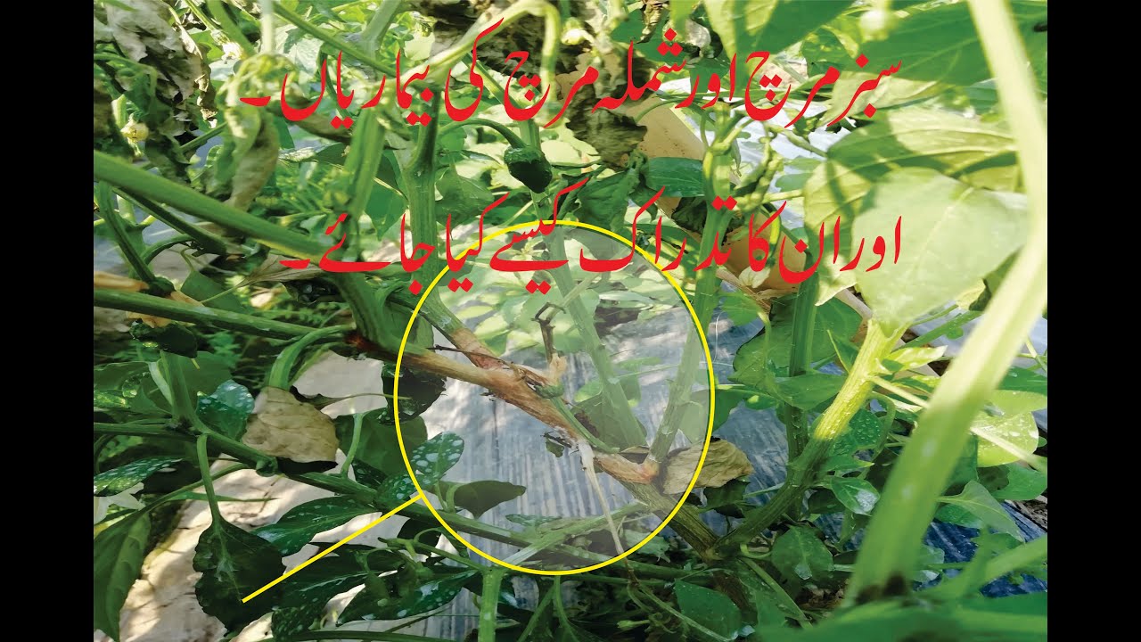 Green Chilli and Capsium Diseases and Complete Treatments - YouTube