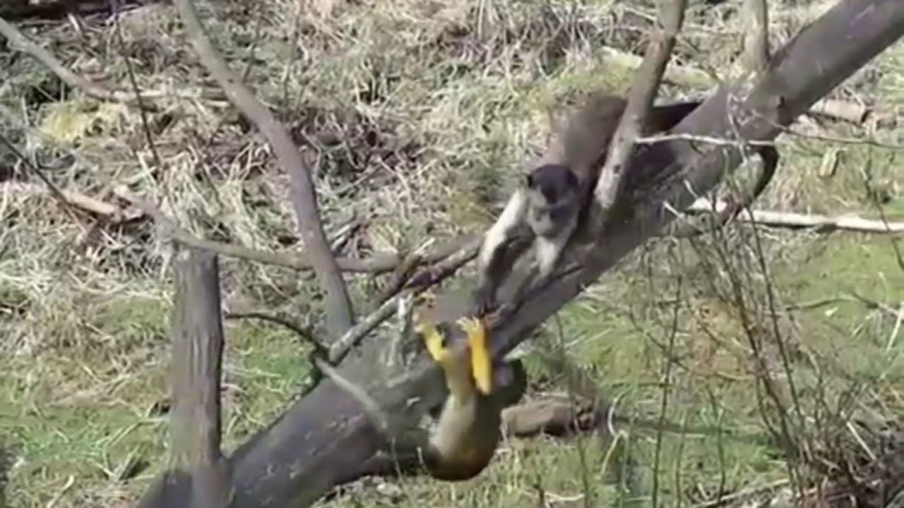 Ultra Instinct Monkey - YouTube