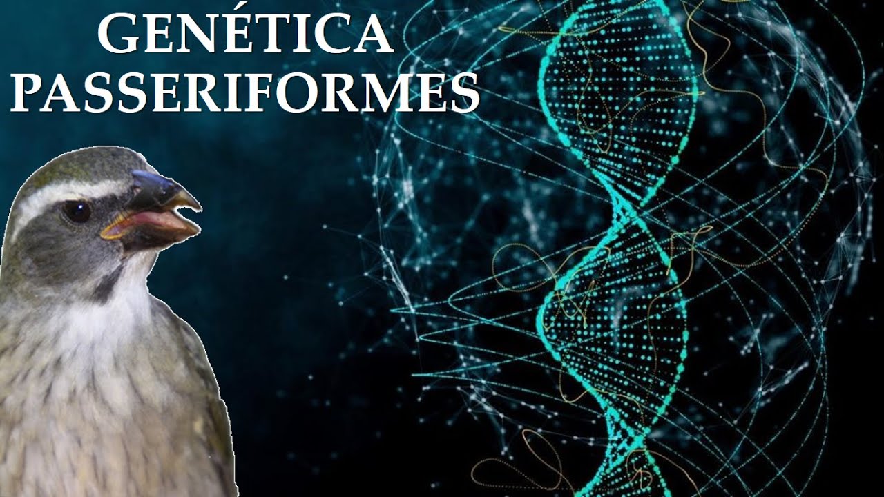 GENÉTICA EM AVES - A verdade revelada - YouTube