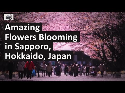 Spring with all the flowers blooming in Sapporo, Hokkaido, Japan - YouTube