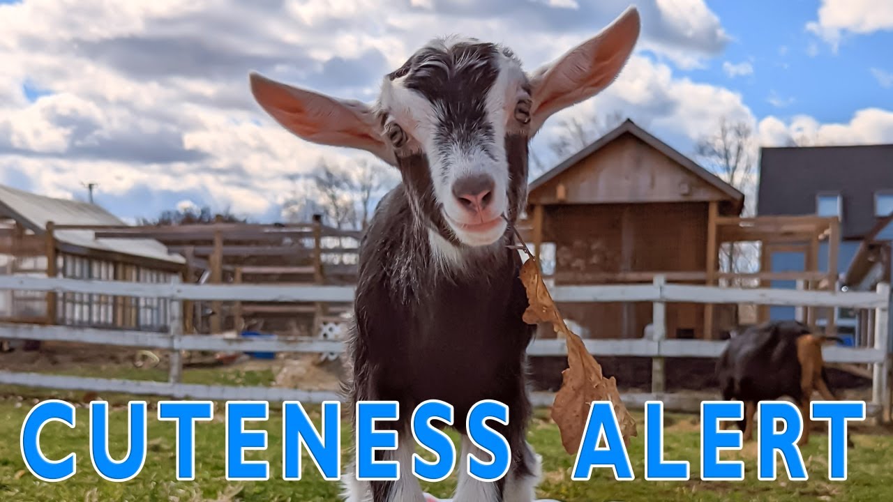 LIVE Goat Cam #2 - Syman Says Farms - Outside/inside - YouTube