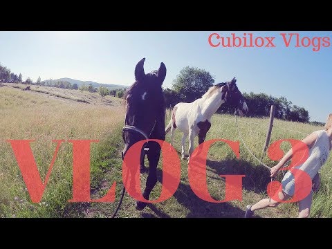 [VLOG] Ein entspannter Tag am Stall & unsere FUTTERROUTINE| Cubilox ...