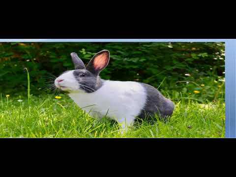 rabbit sound cute | rabbit purring sound | beautiful rabbit - YouTube